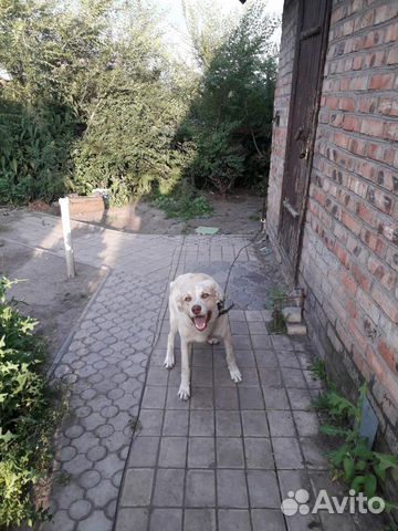 Отдам в хорошие руки очень умного пса