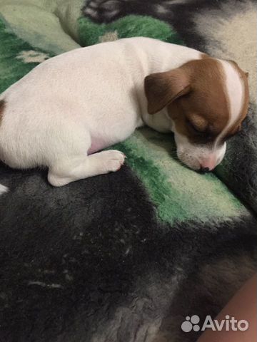 Собака Джек Рассел терьер