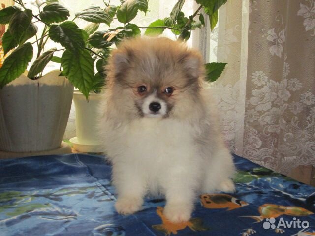 Щенки шпица