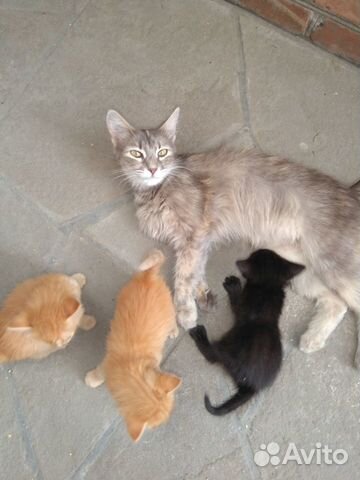 Ласковая кошечка и 3 котёнка ищут хозяев