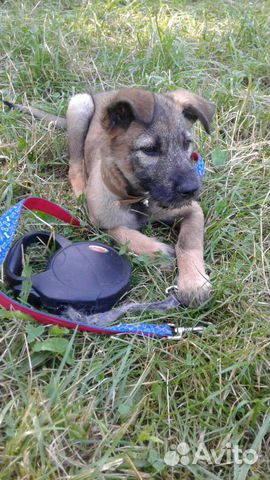 Щенок ищет дом