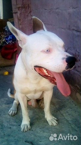 Вязка пидбуля