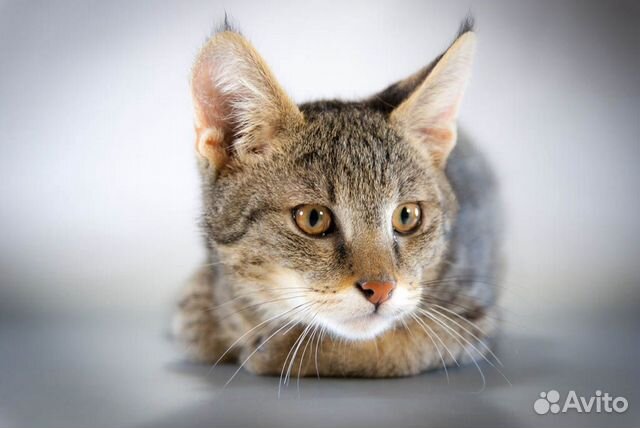 Котик чаузи ф1