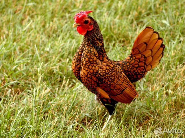Декоративные куры