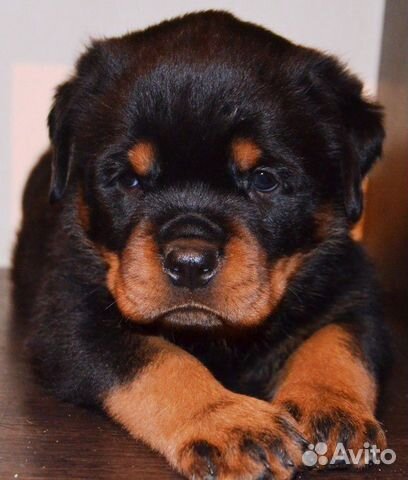 Малыши - карандаши