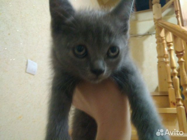 Котенок-девочка, 2 месяца, не породистая