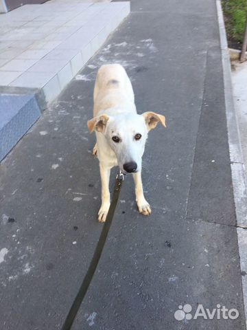 Снежок, 7 мес, щенок- Кобель