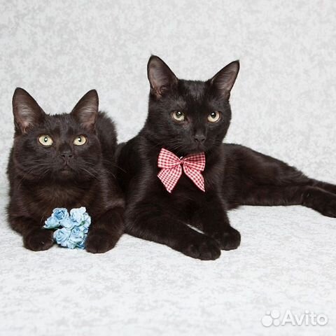 Шикарные две кошки ищут дом