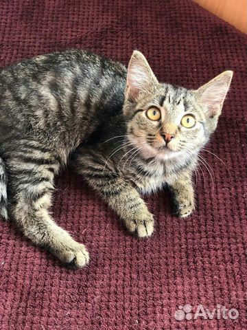 Милейший котёнок бесплатно