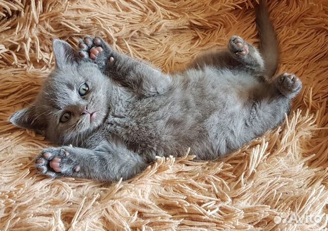 Шотландский котёнок мраморный