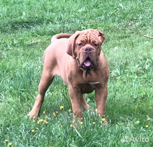 Щенок бордоского дога (девочка )