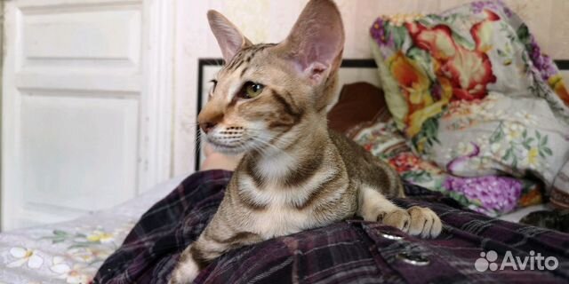 Ориентальная шоколадная мраморная кошечка