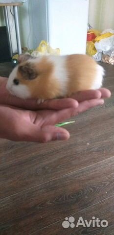 Морские свинки