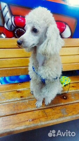 Вязка/случка