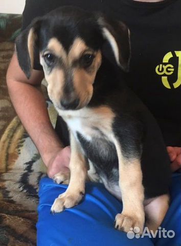 Щенок Тайга