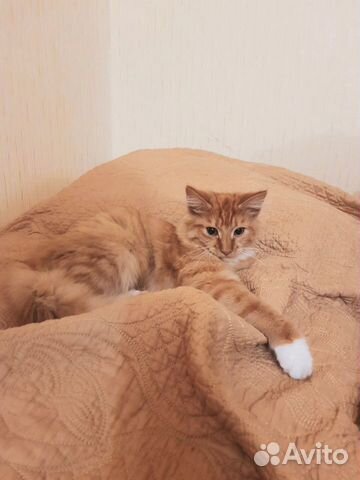 Котик ищет дом
