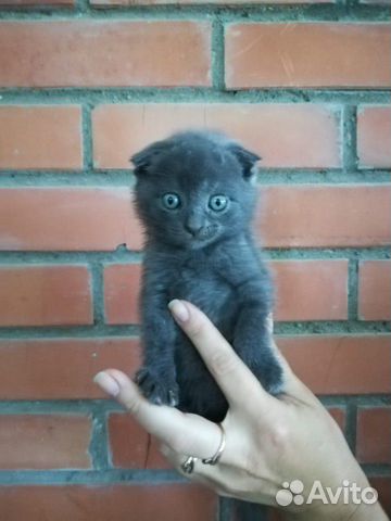 Продаются британские котята