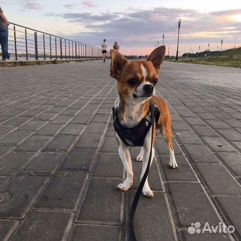 Случка чихуа хуа