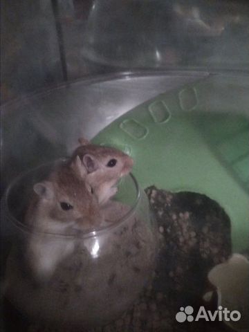 Песчанки