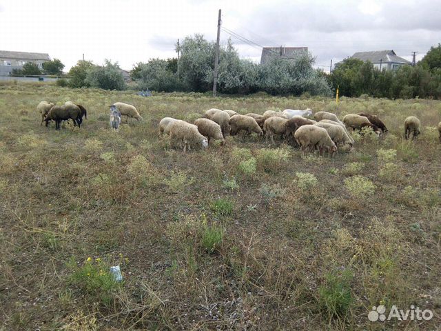 Овцы и козы