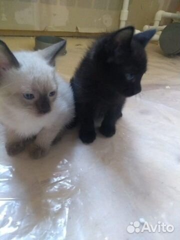 Котенок черный