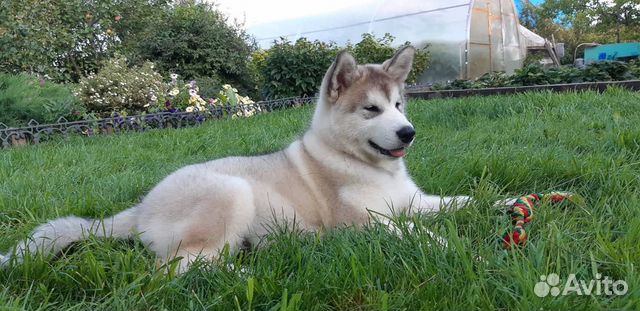 Щенки Аляскинского маламута