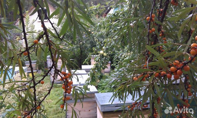 Пчёлы среднерусские