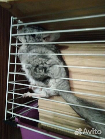 Шиншилла альфа-самец 8 мес стандартный