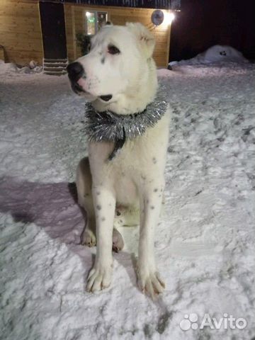 Алабай