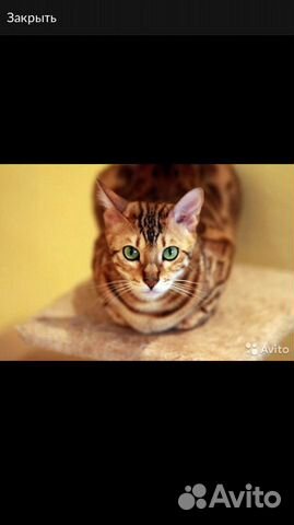 Девочка бенгальская