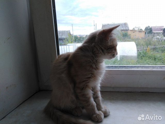 Бежевый котик