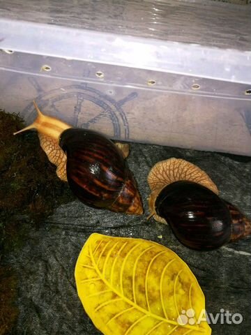 Улитка ахатина иммакулята