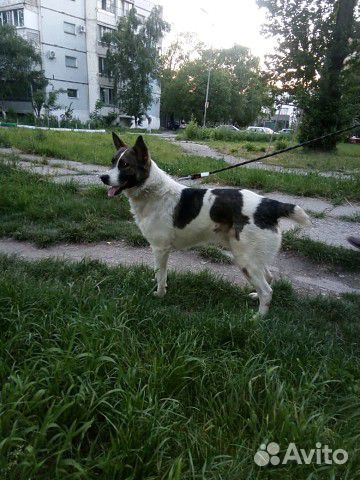 Шикарный серъезный пёс ищет дом