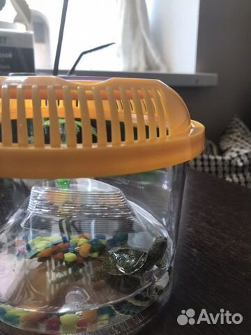 Черепашка-ниндзя