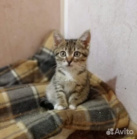 Котёнок Девочка Тося 2 мес в добрые руки