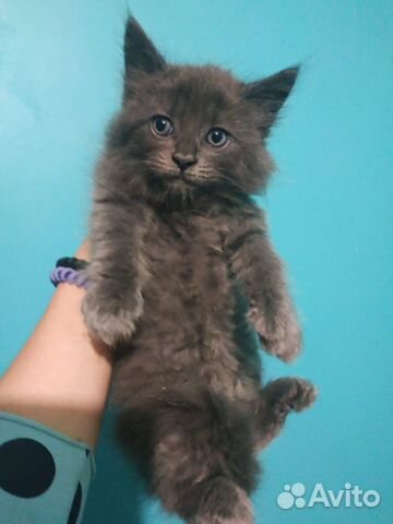 Котята мейн-кун