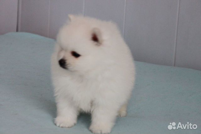 Очаровательные пушистики