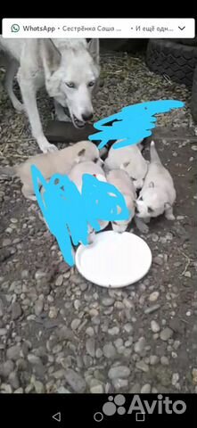 Продам щенков хаски