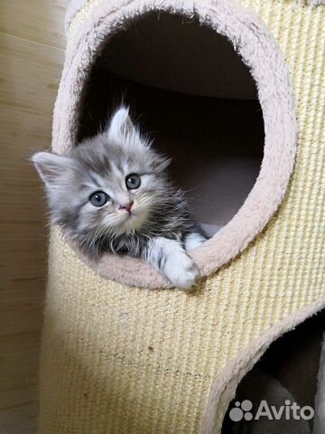 Котенок девочка метис 1.5 месяца