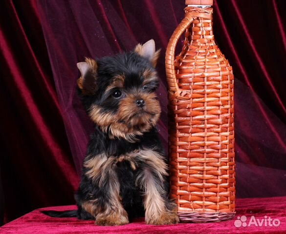 Щенок йорка