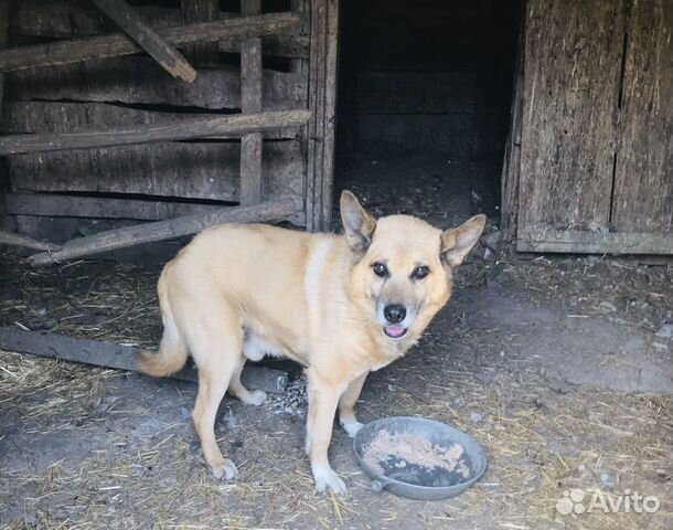 Помощь собачке