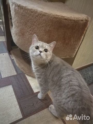 Продаю Шотландскую кошку