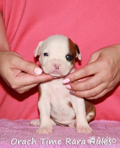 Щенок американского стаффордшир-терьера