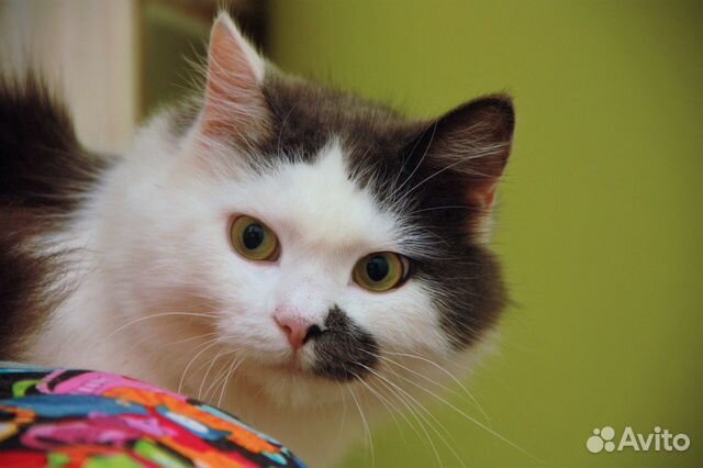 Котик Мишка ищет дом