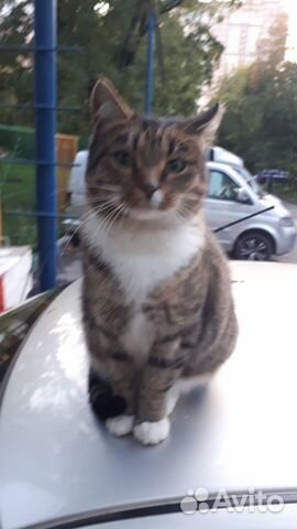 Кошка Мурочка 1,5 года