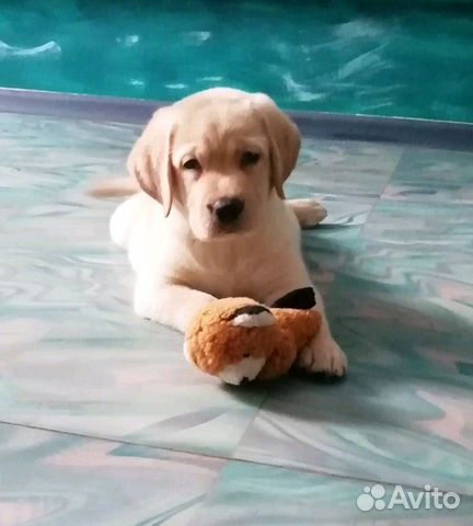 Очаровательные лабрадорчики