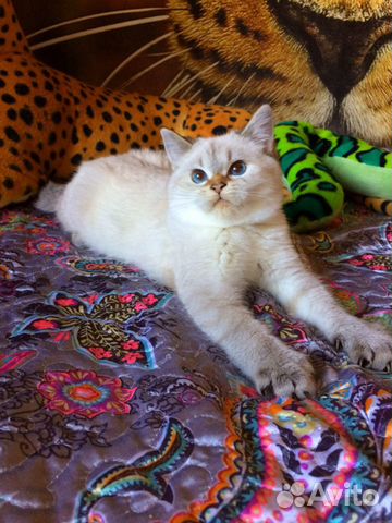 Bri ny 11 33 Золотая шиншилла пойнт BLH NY 11 33