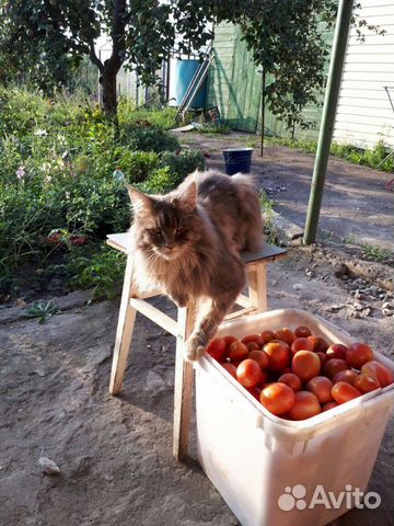 Менйкун кошечка