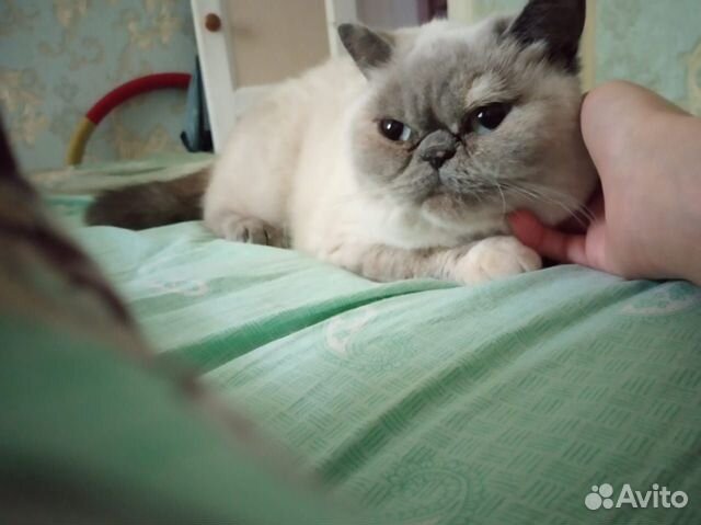 Кошка экзот отдам