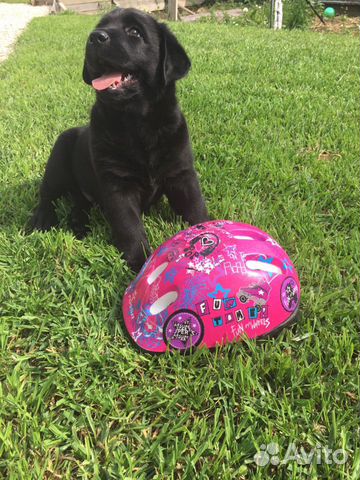 Лабропупсы